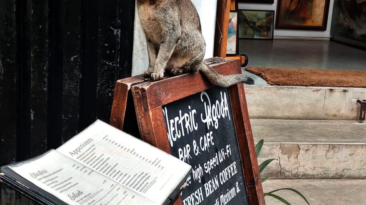 Ouvrir un Bar à Chat : Points Clés, Démarches & Conseils pour Réussir